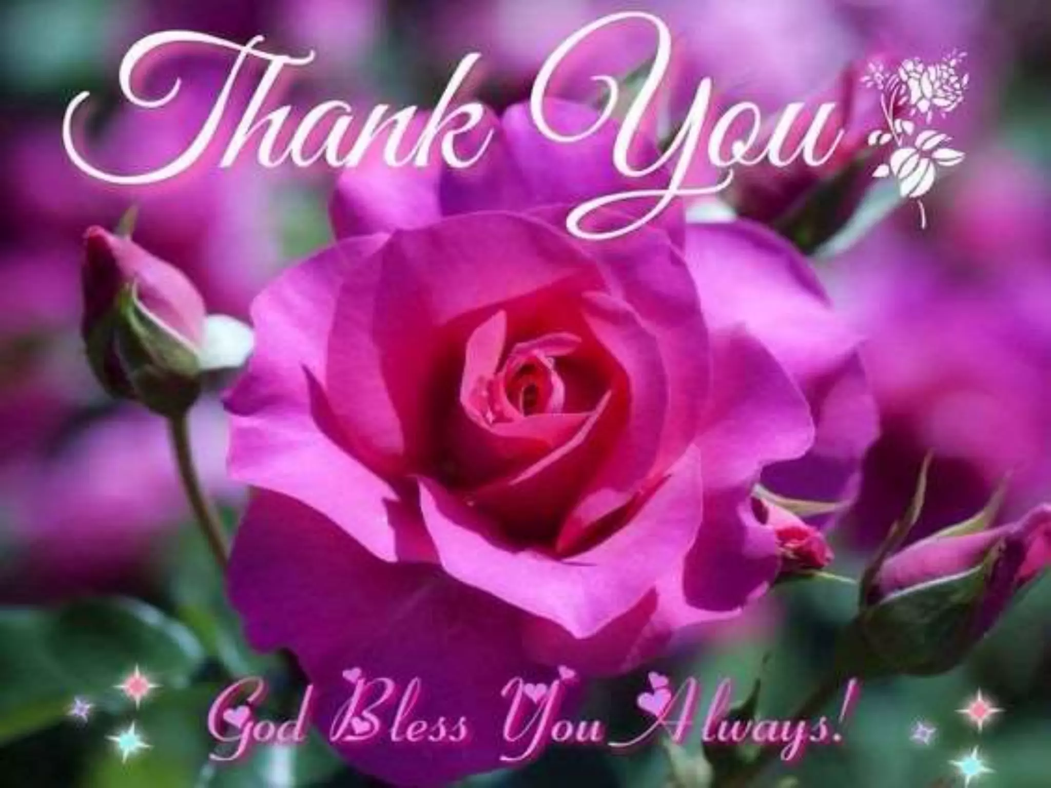 History , features and effects of cockroach on human beings | PPTX