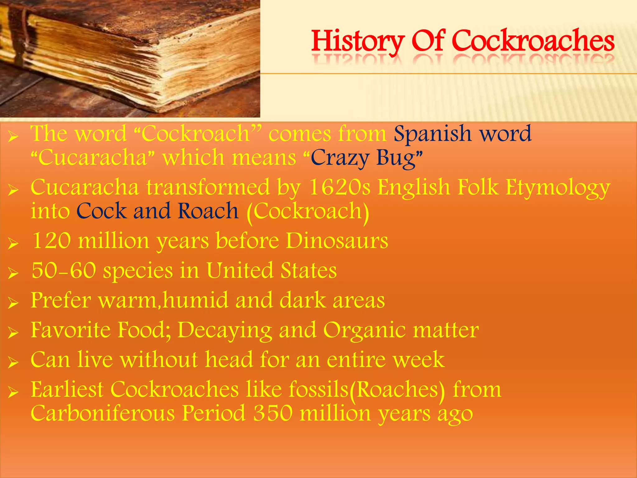 History , features and effects of cockroach on human beings | PPTX