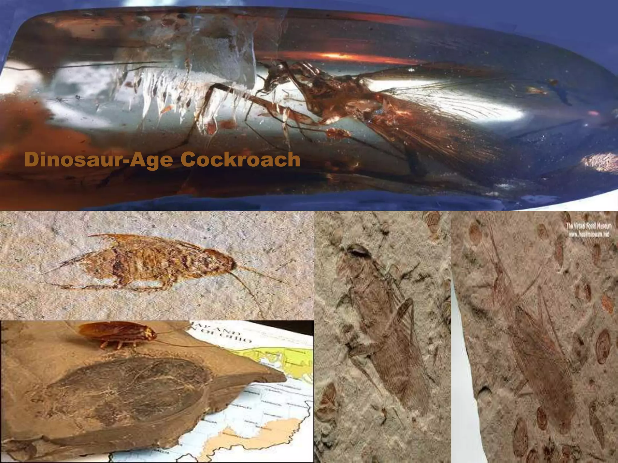 History , features and effects of cockroach on human beings | PPTX