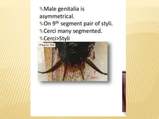 History , features and effects of cockroach on human beings | PPTX