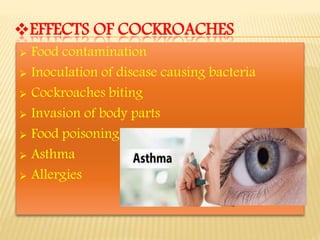 History , features and effects of cockroach on human beings | PPTX