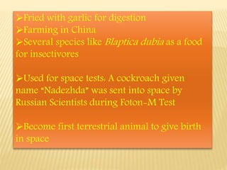 History , features and effects of cockroach on human beings | PPTX