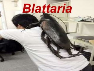 History , features and effects of cockroach on human beings | PPTX