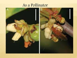 History , features and effects of cockroach on human beings | PPTX