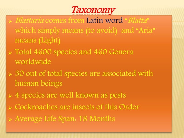 History , features and effects of cockroach on human beings | PPTX