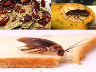 History , features and effects of cockroach on human beings | PPTX