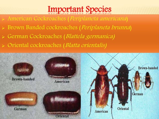 History , features and effects of cockroach on human beings | PPT ...