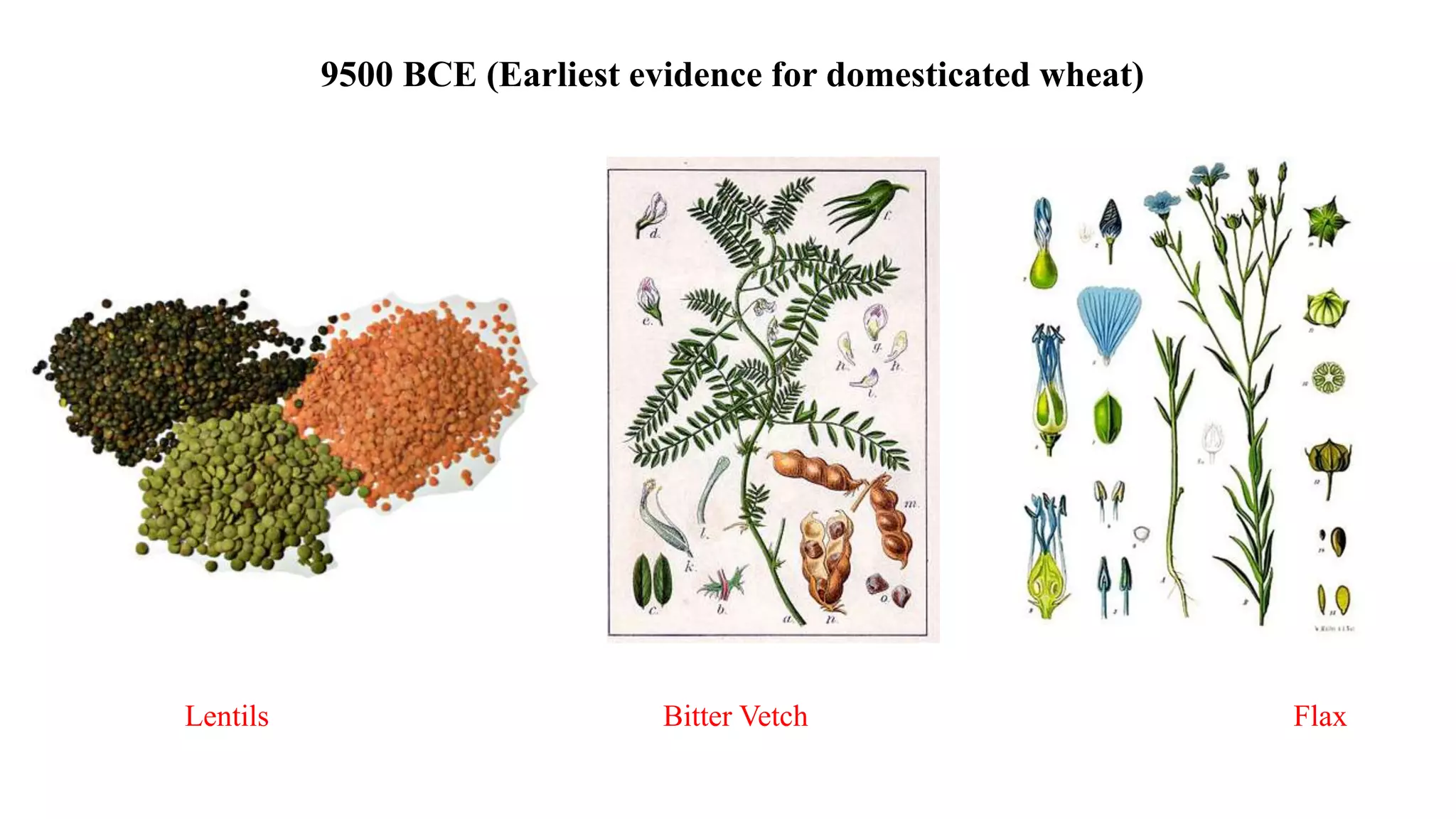 History of agriculture.pptx