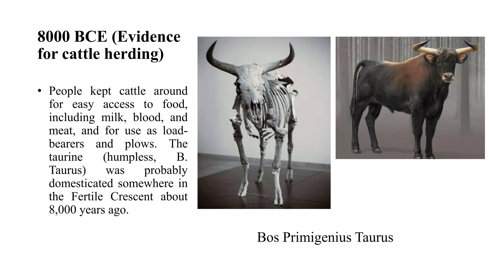 History of agriculture.pptx