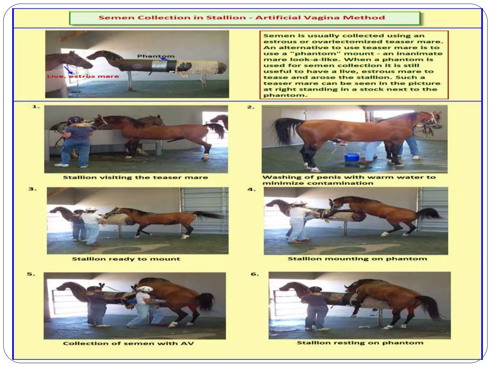 History of ai & semen collection IN ANIMALS | PPTX