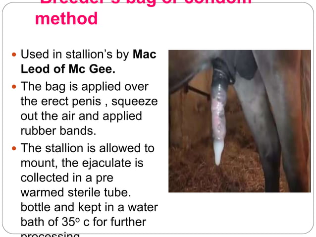 History of ai & semen collection IN ANIMALS | PPTX