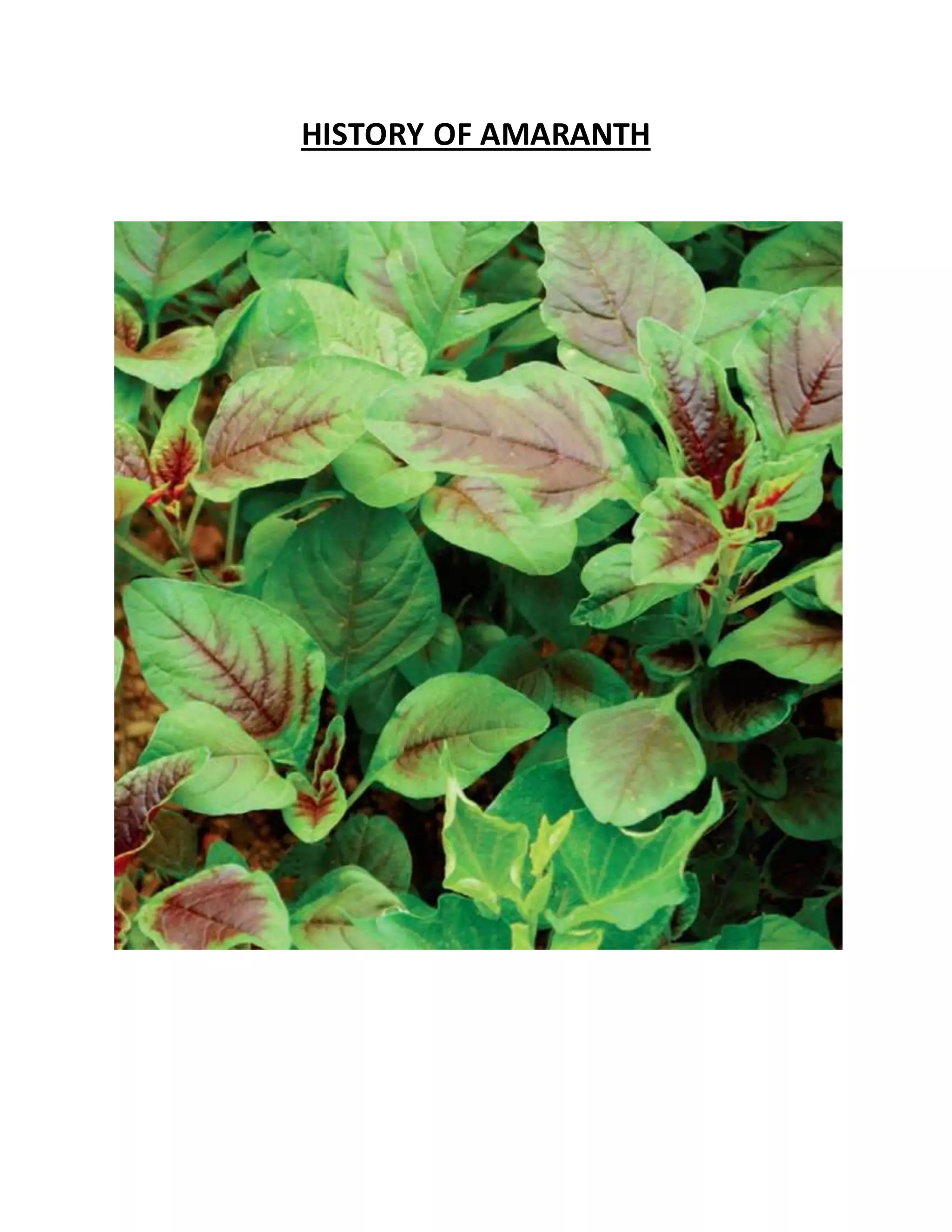 History of amaranth | PDF