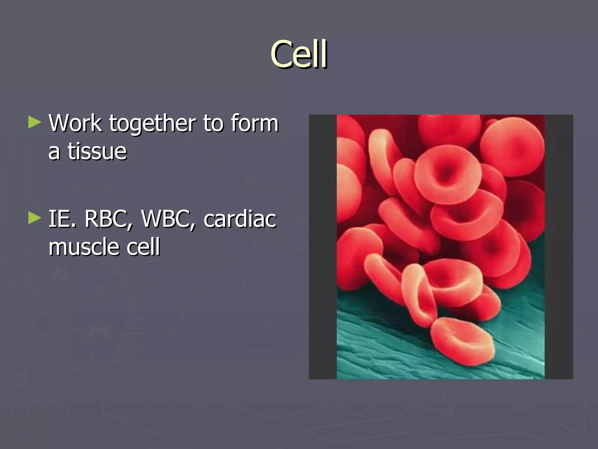 History Of Anatomy | PPT