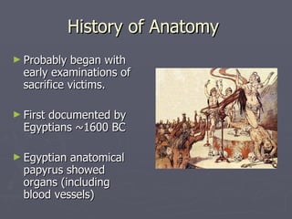 History Of Anatomy | PPT
