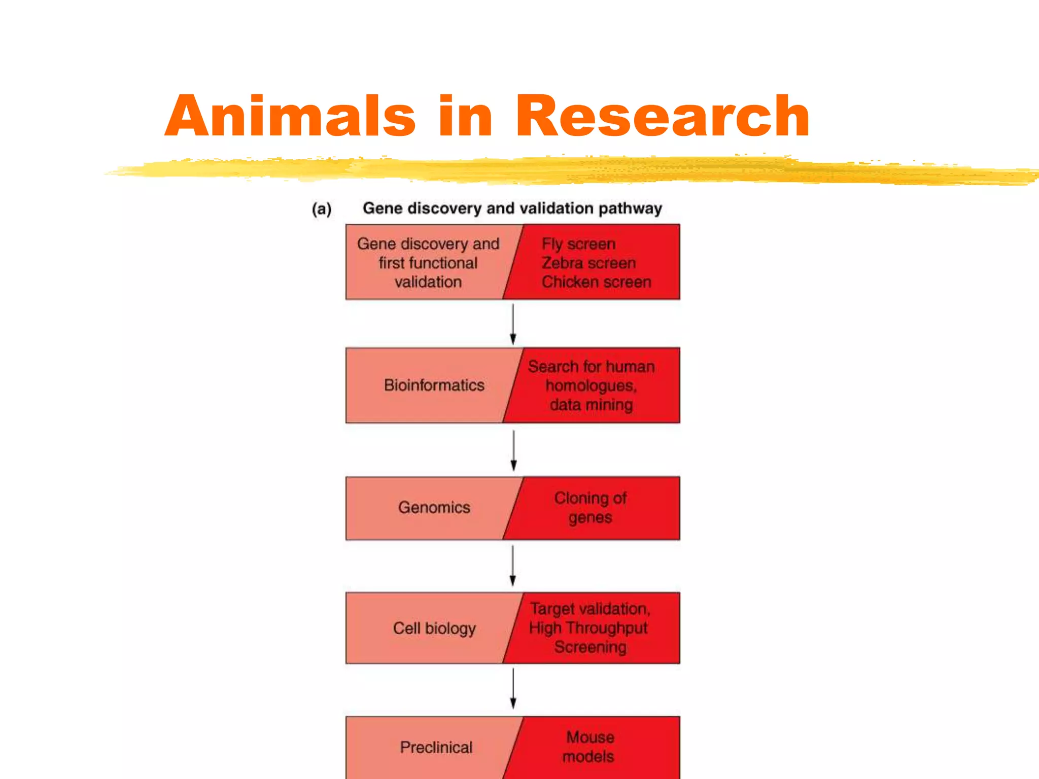 History of animal biotechnology.ppt