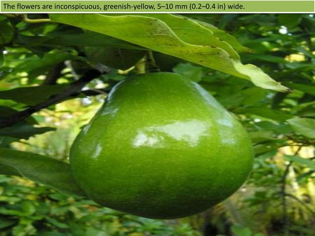 History of avocado | PPTX