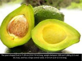 History of avocado | PPTX