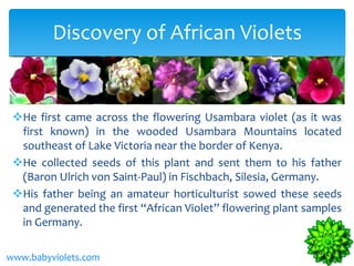 History of African Violet Plants | PPTX