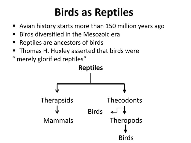 History of Birds Evolution.pptx