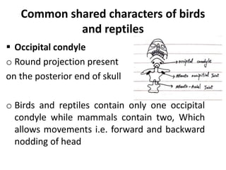 History of Birds Evolution.pptx