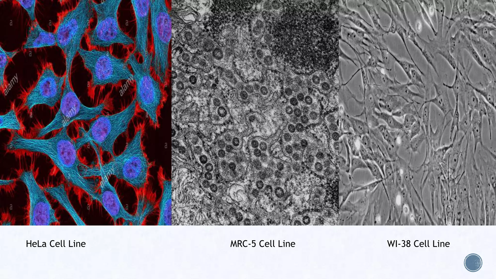 History of cell culture | PPTX