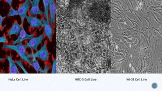 History of cell culture | PPTX