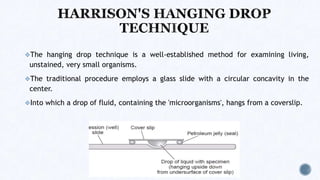 History of cell culture | PPTX