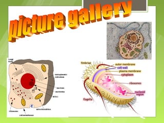 History of cells | PPT