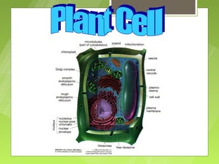 History of cells | PPT