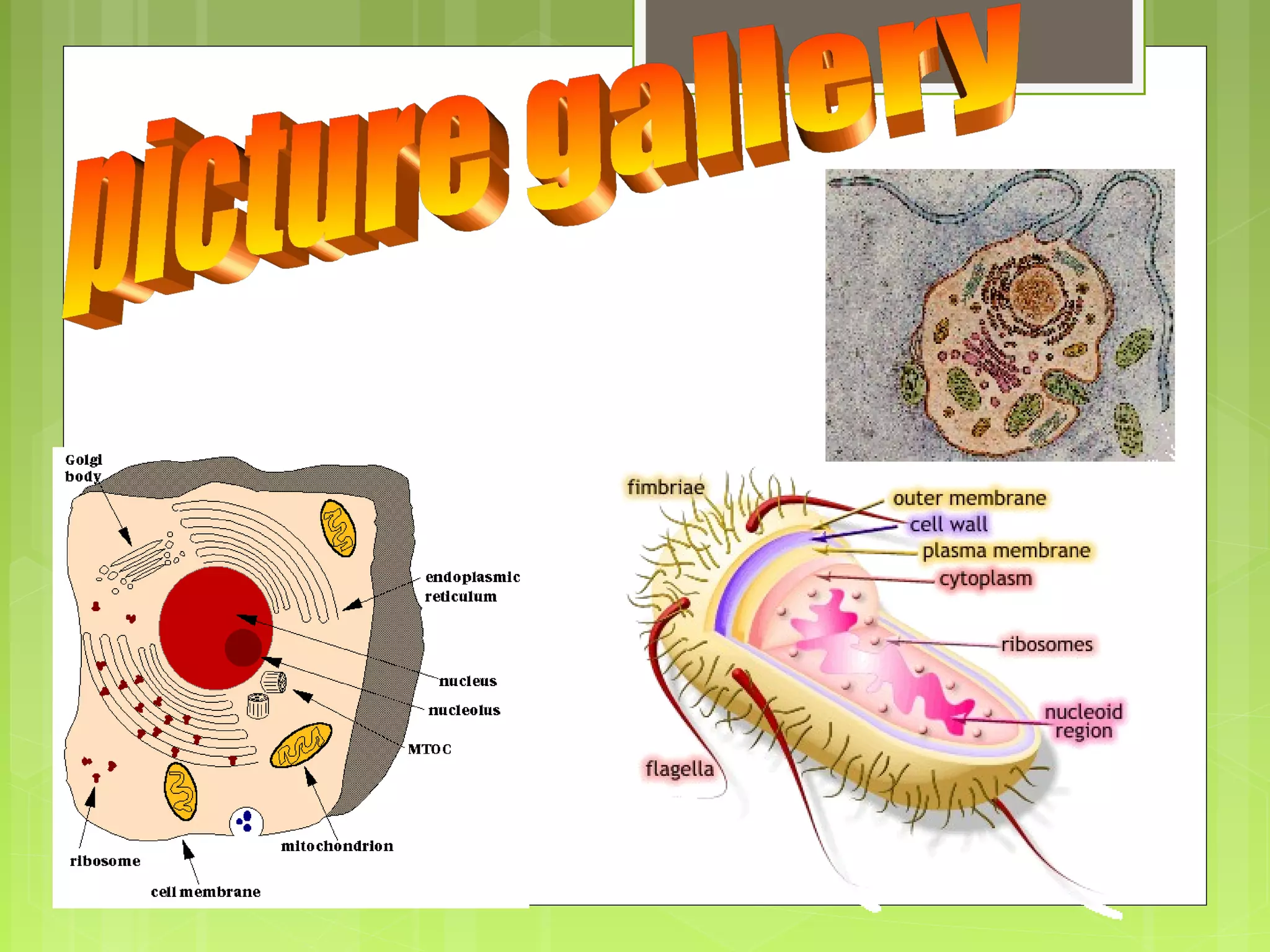 History of cells | PPT