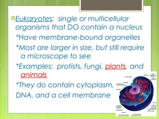 History of cells | PPT
