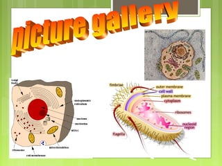 History of cells | PPT