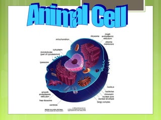 History of cells | PPT