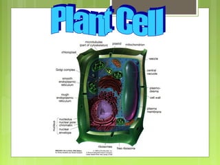 History of cells | PPT