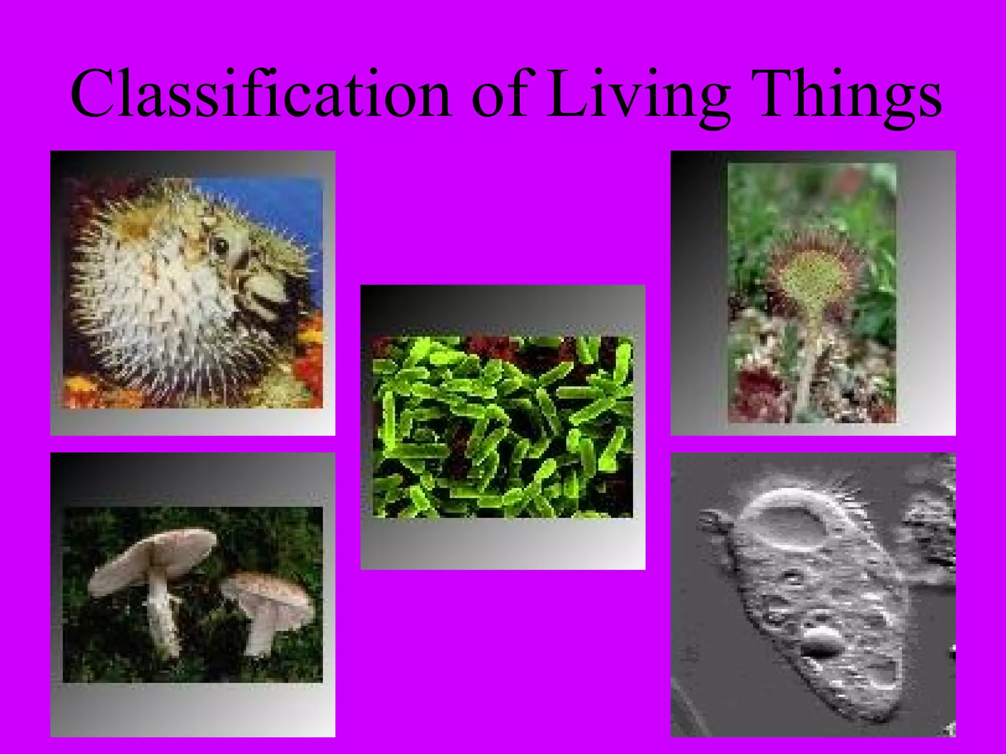 History of classification | PPT