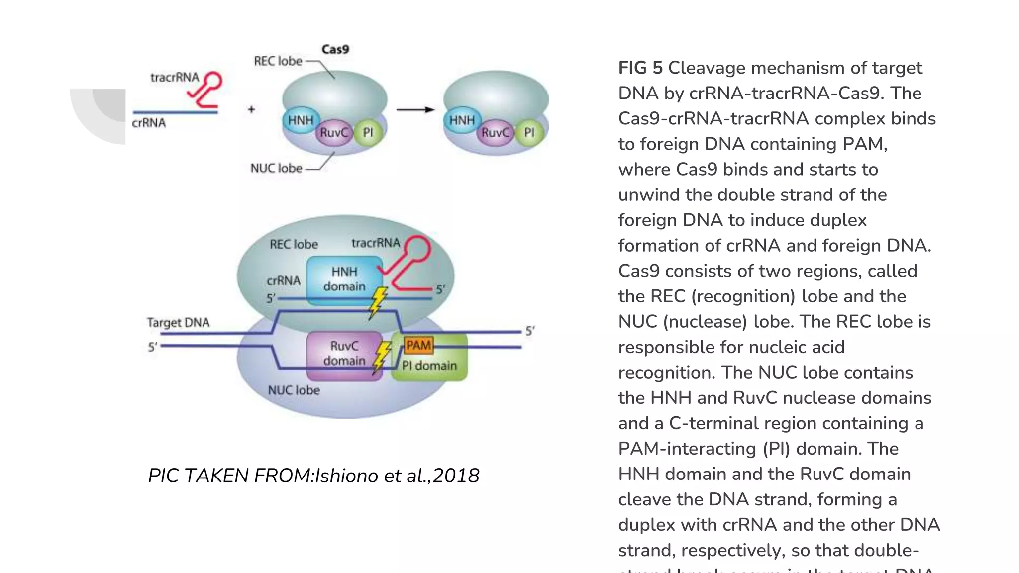 HISTORY OF CRISPR CAS-MAJOR INVENTIONS AND IT’S APPLICATION.pptx