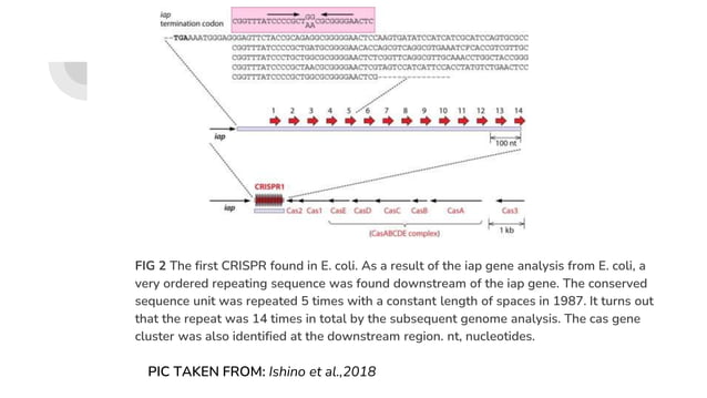 HISTORY OF CRISPR CAS-MAJOR INVENTIONS AND IT’S APPLICATION.pptx