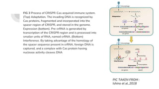 HISTORY OF CRISPR CAS-MAJOR INVENTIONS AND IT’S APPLICATION.pptx