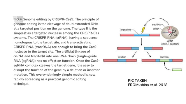 HISTORY OF CRISPR CAS-MAJOR INVENTIONS AND IT’S APPLICATION.pptx