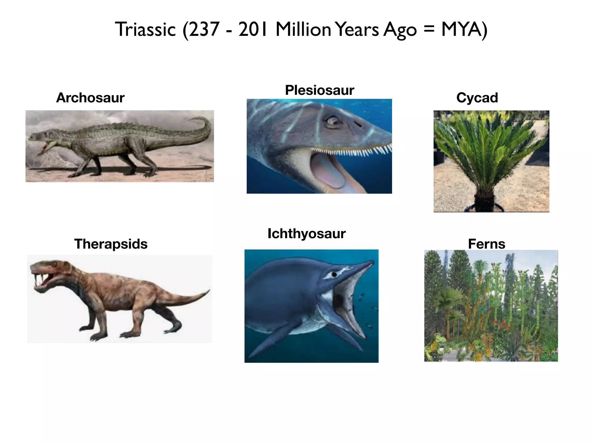 History of dinosaurs | PDF
