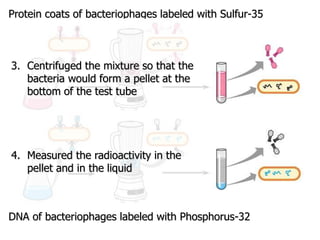 HistoryofDNA.ppt