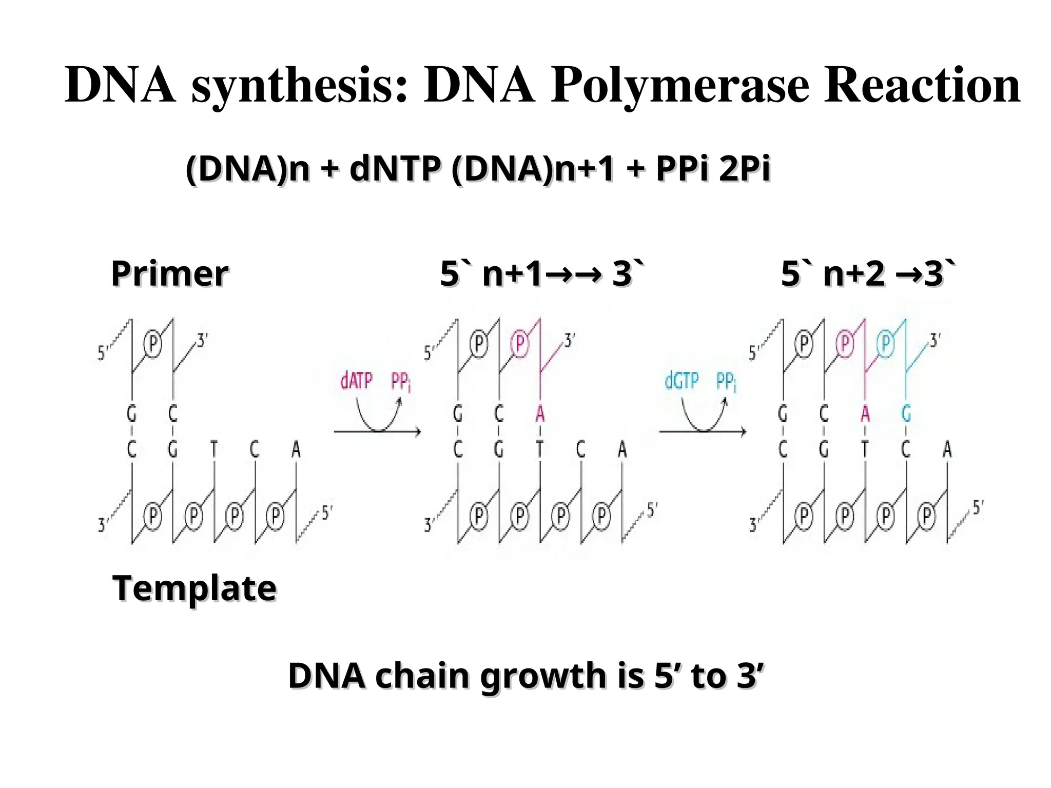 History_of_DNA.pptDNA History presentation ppt | PPT