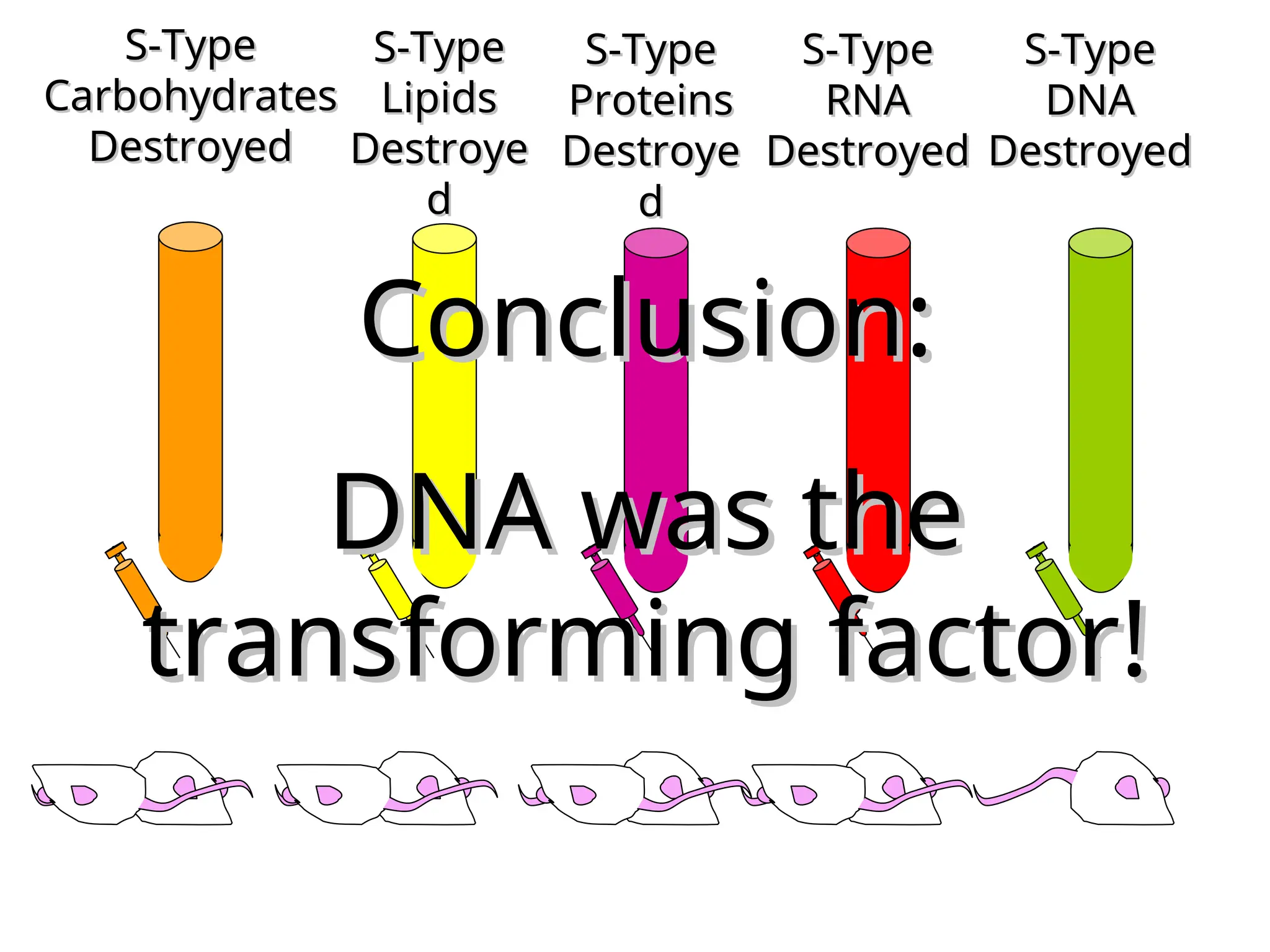 History_of_DNA.pptDNA History presentation ppt | PPT