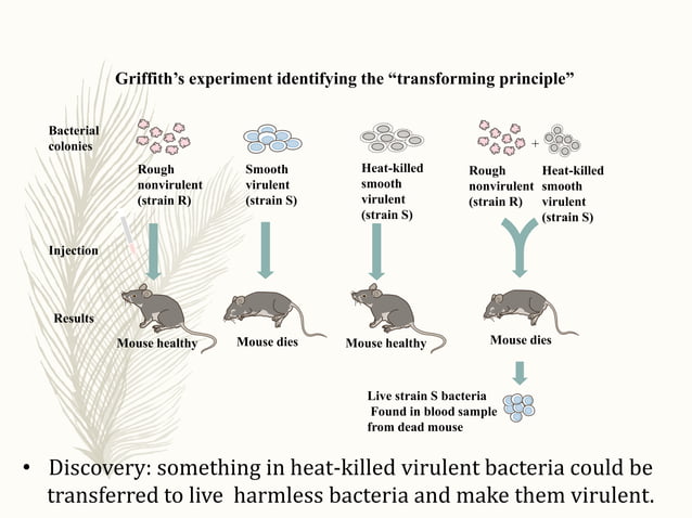 History of DNA Development | PPTX | Biological Sciences | Science