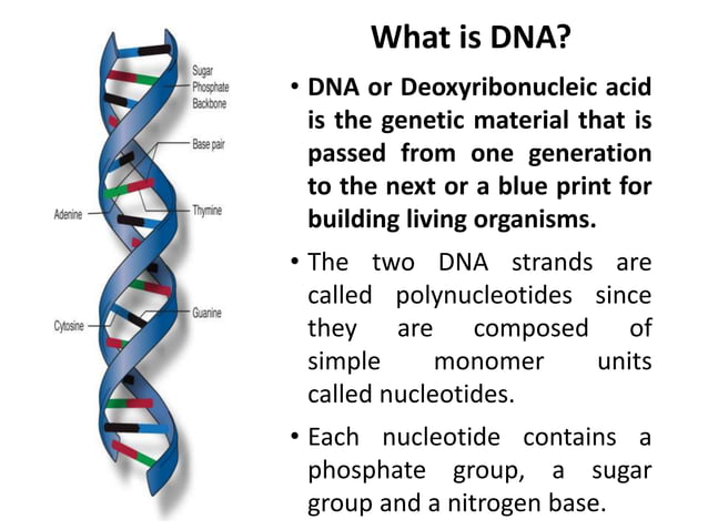 History of DNA Development | PPTX | Biological Sciences | Science