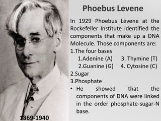Phoebus Levene