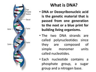 History of DNA Development | PPT