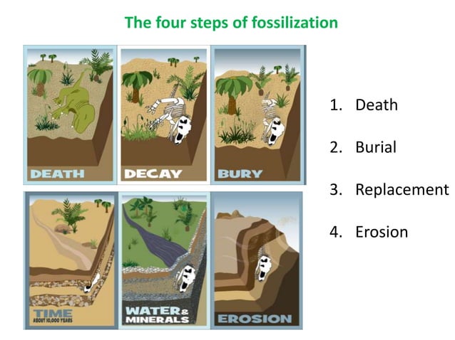 History of earth | PPTX | Geography | Science