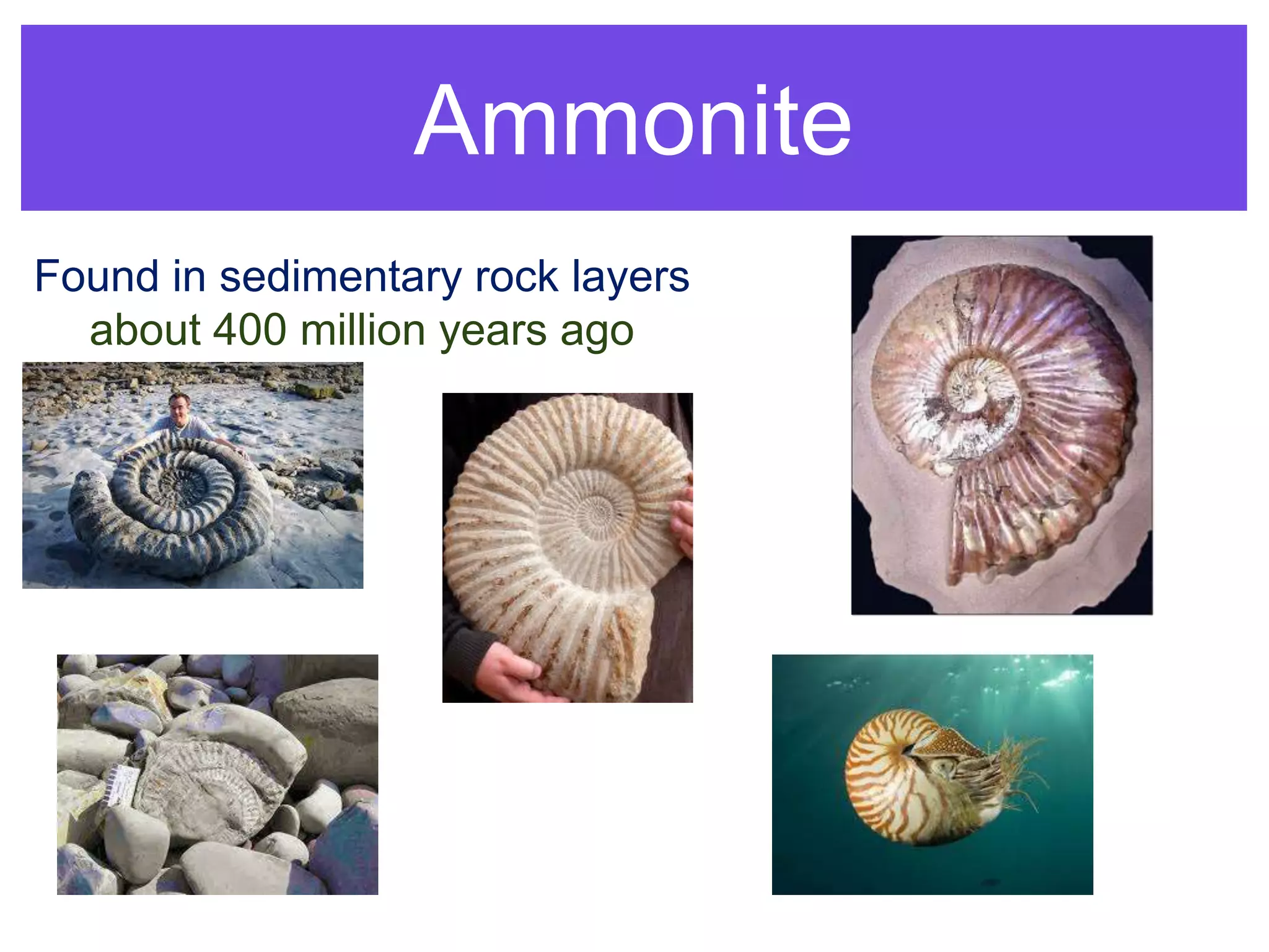 History of Earth: using Fossils and Rock Layers to tell the story | PPT