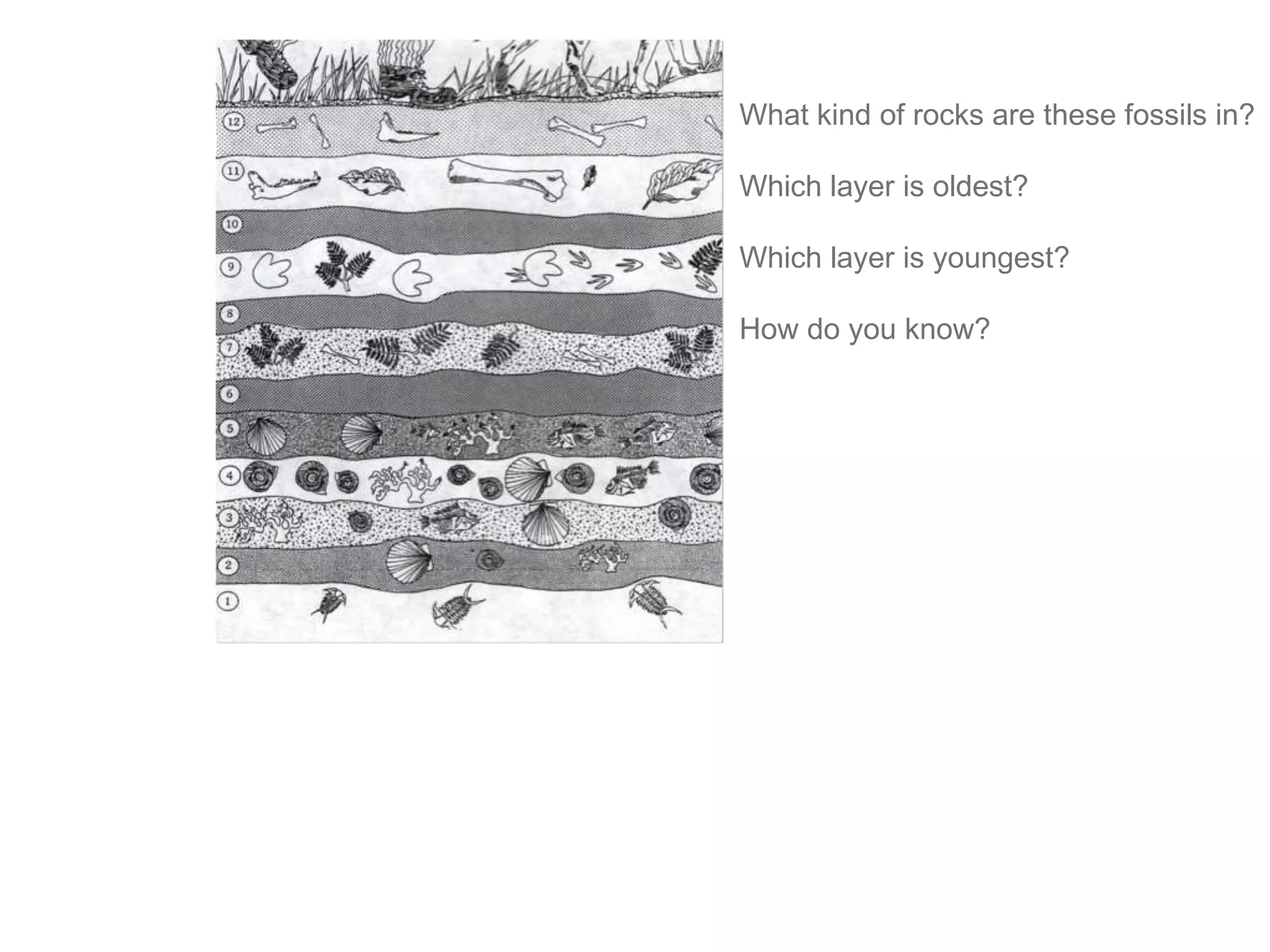History of Earth: using Fossils and Rock Layers to tell the story | PPT